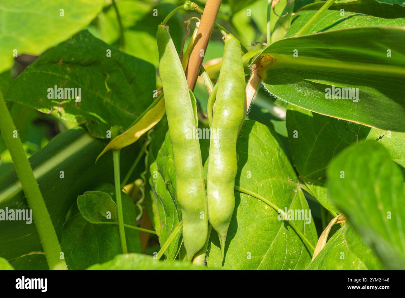 Pods of Phaseolus vulgaris, the common bean. a herbaceous annual plant ...