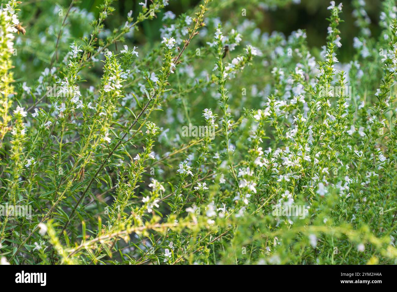 Semi evergreen herb hi-res stock photography and images - Alamy