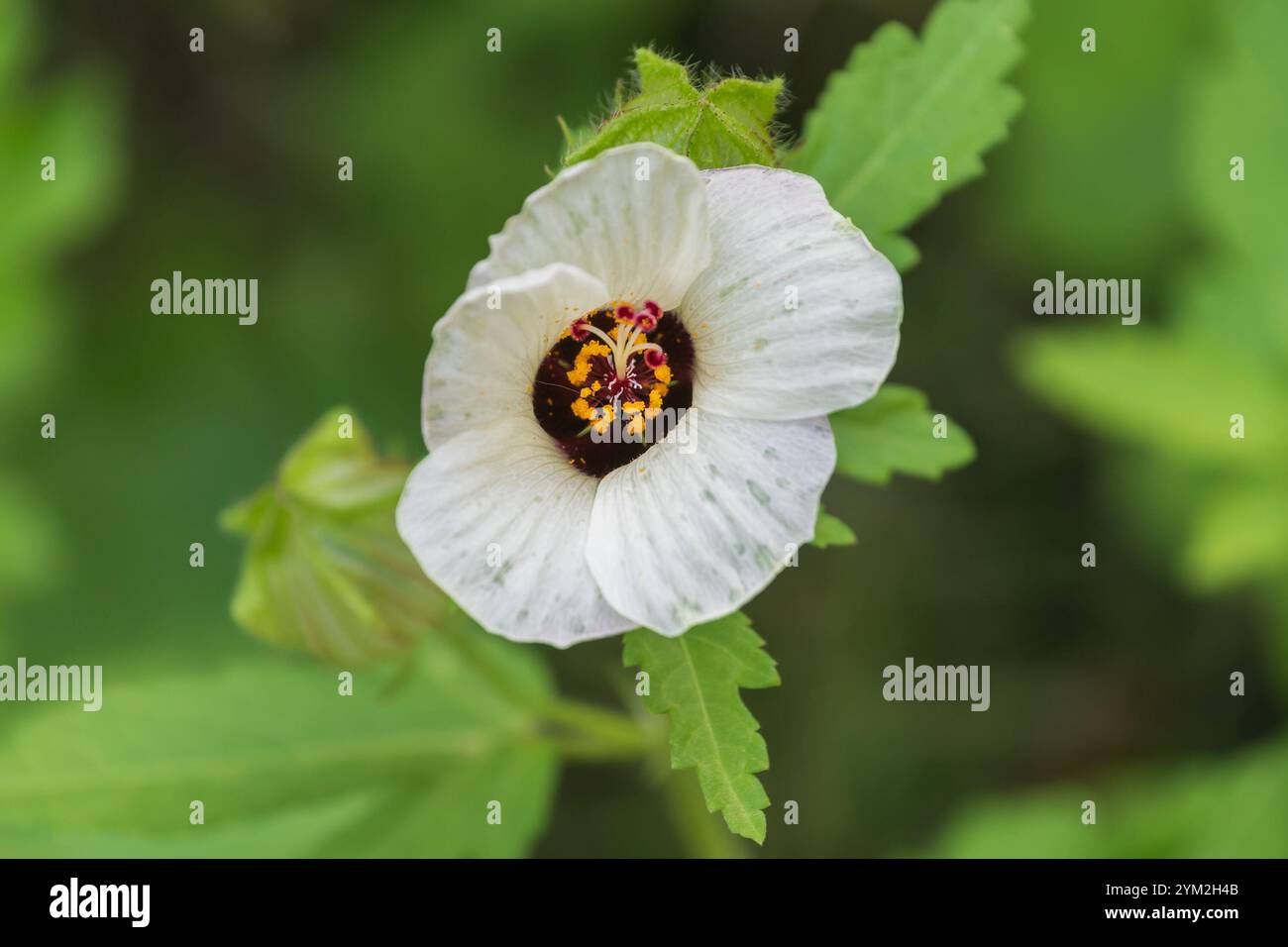 Beautiful white flower Hibiscus trionum. flower-of-an-hour, bladder ...