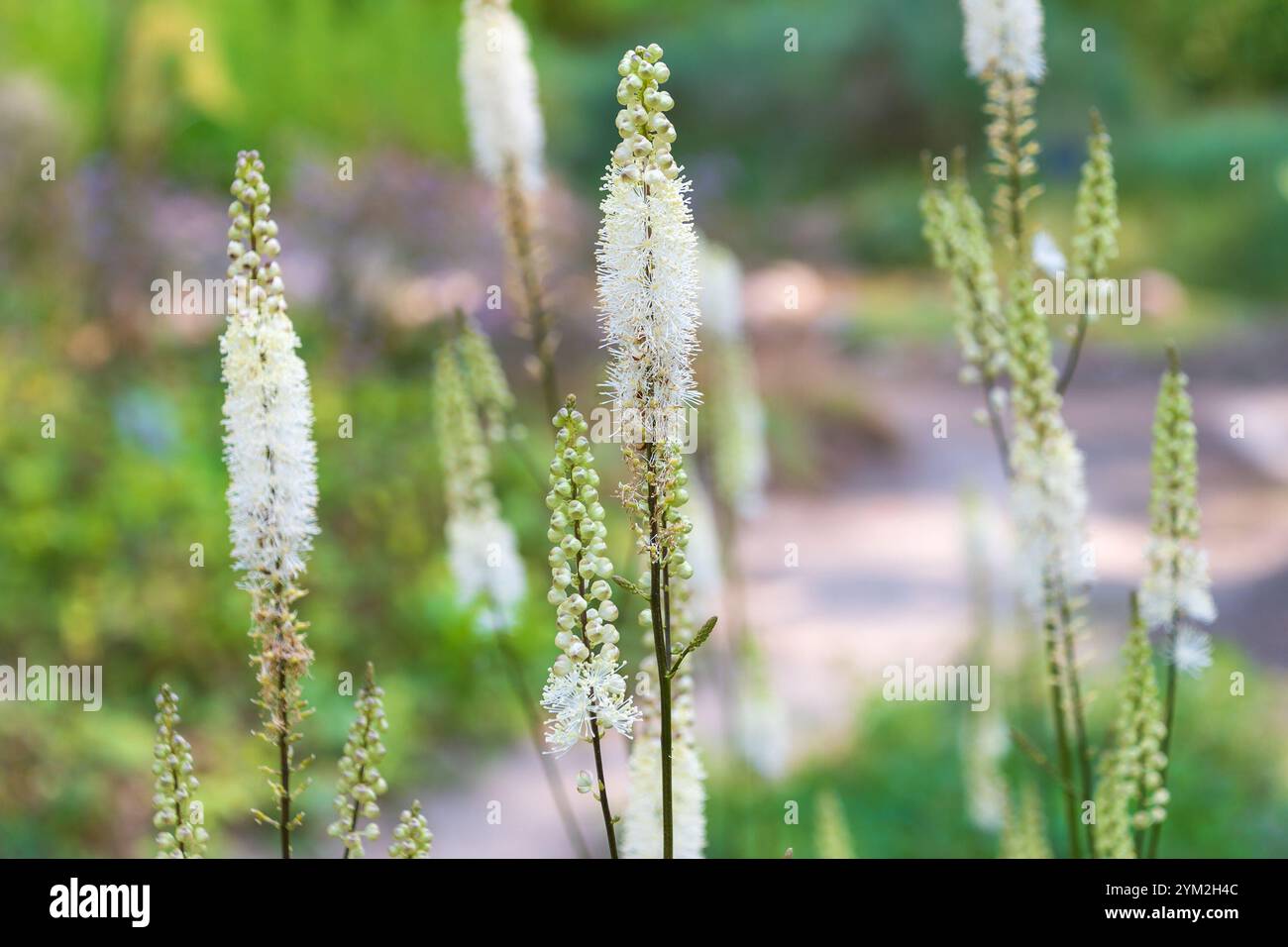 White flowers of Actaea racemosa. the black cohosh, black bugbane ...