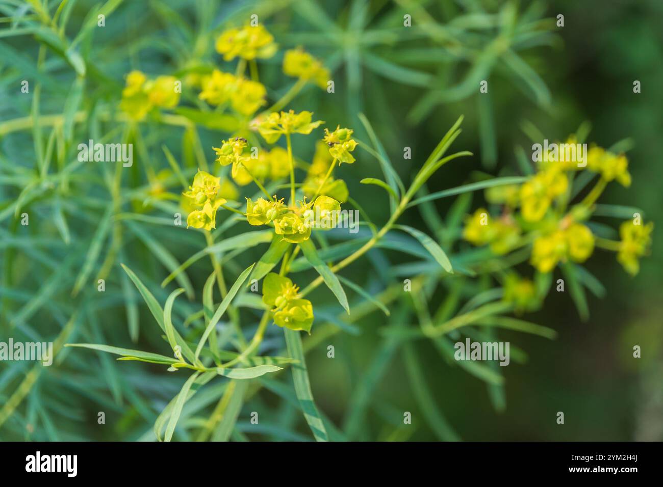 Yellow flowers of Euphorbia esula, close-up. green spurge, leafy spurge ...