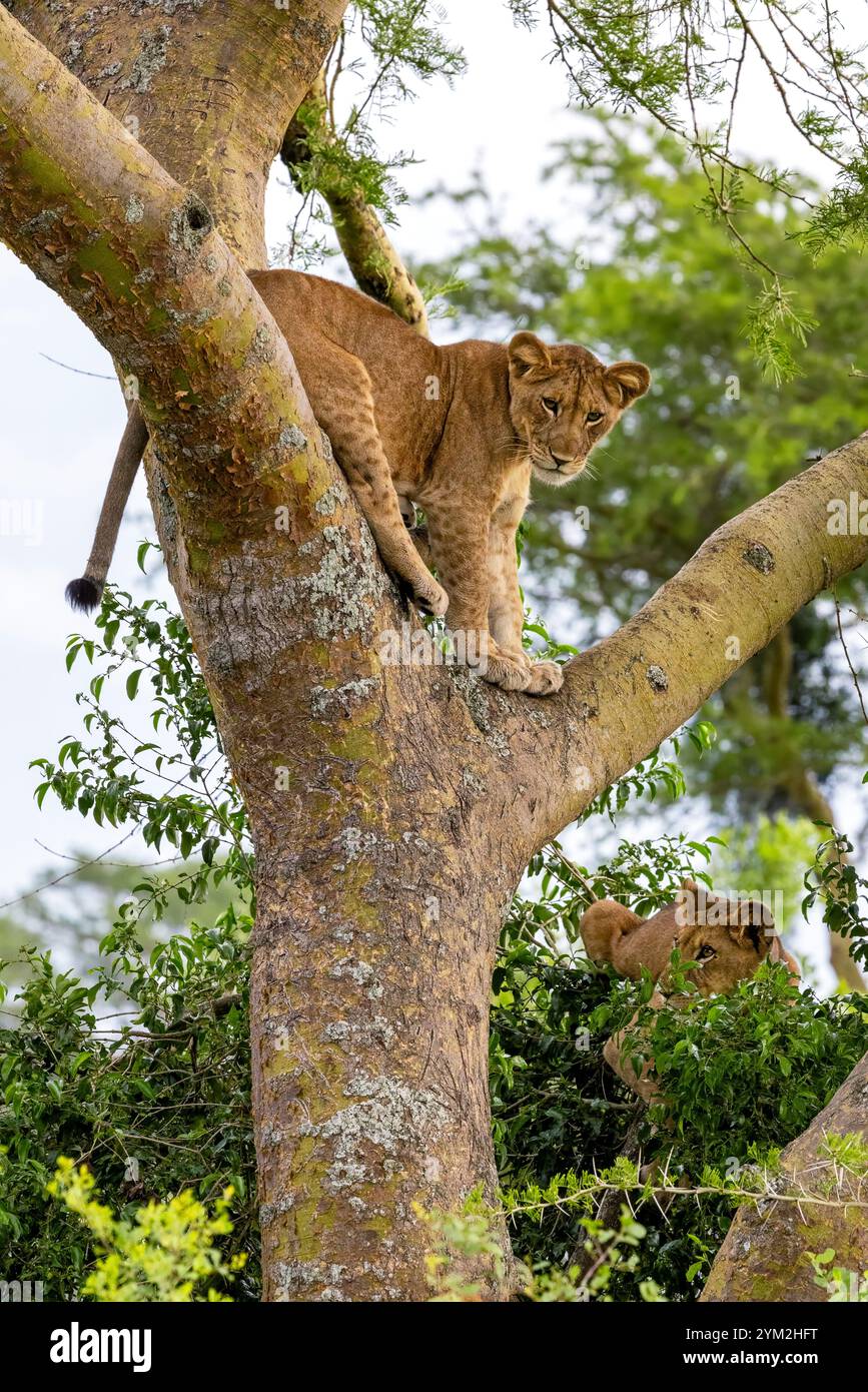 Two juvenile lions in a tree. The Ishasha sector of Queen Elizabeth ...