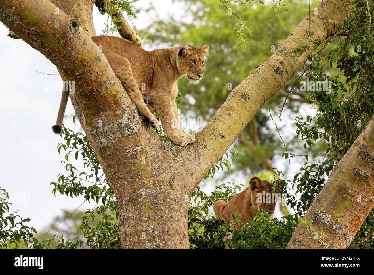 Two juvenile lions in a tree. The Ishasha sector of Queen Elizabeth ...