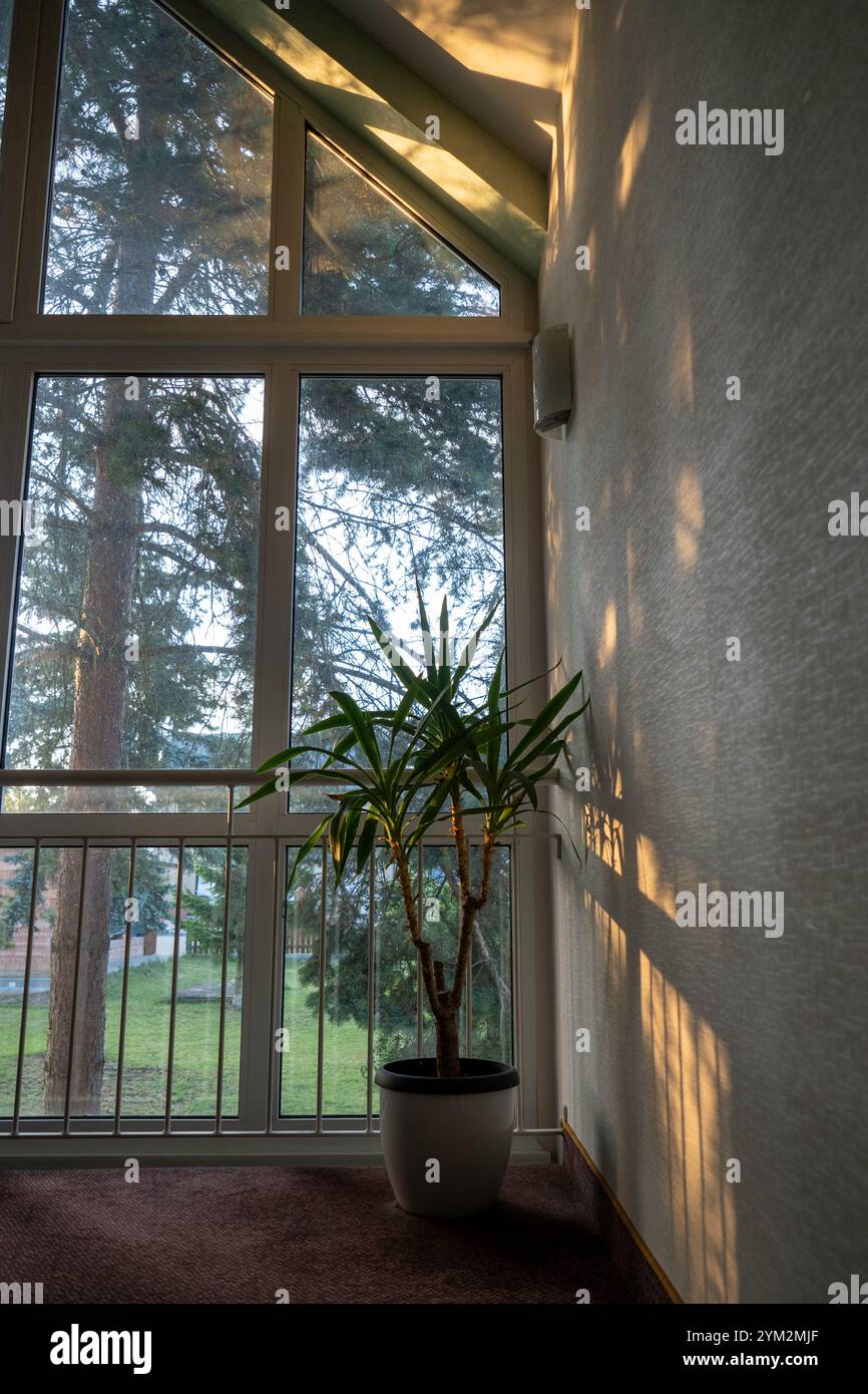 Plant by large window with light Stock Photo - Alamy