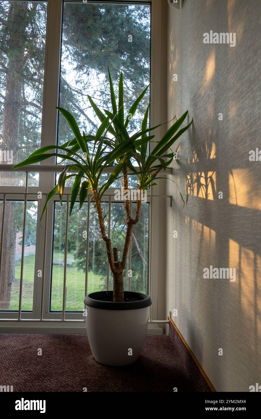 Indoor plant near window hi-res stock photography and images - Alamy