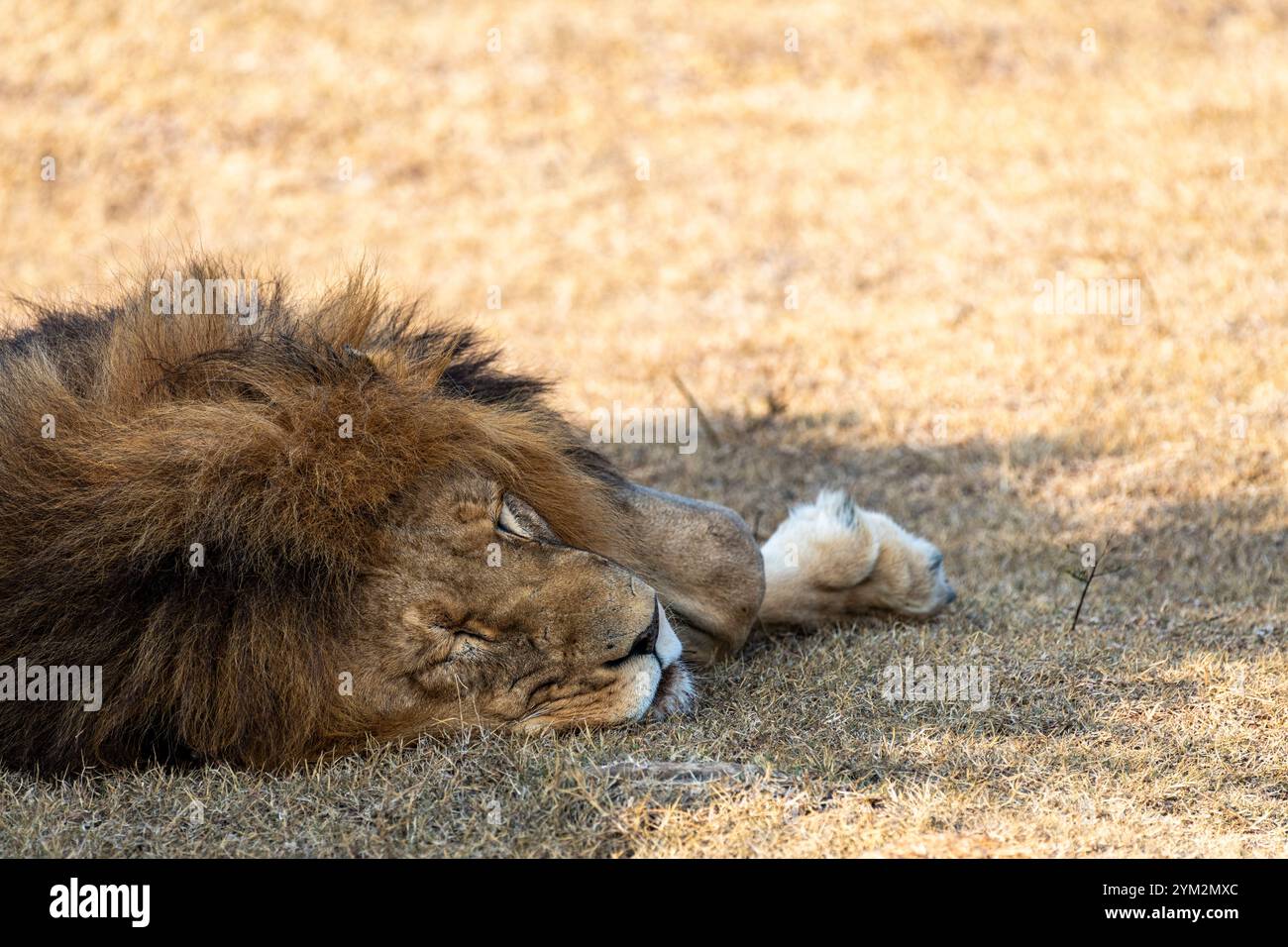 An adult male lion resting lying down at Schotia Game Reserve, Eastern ...