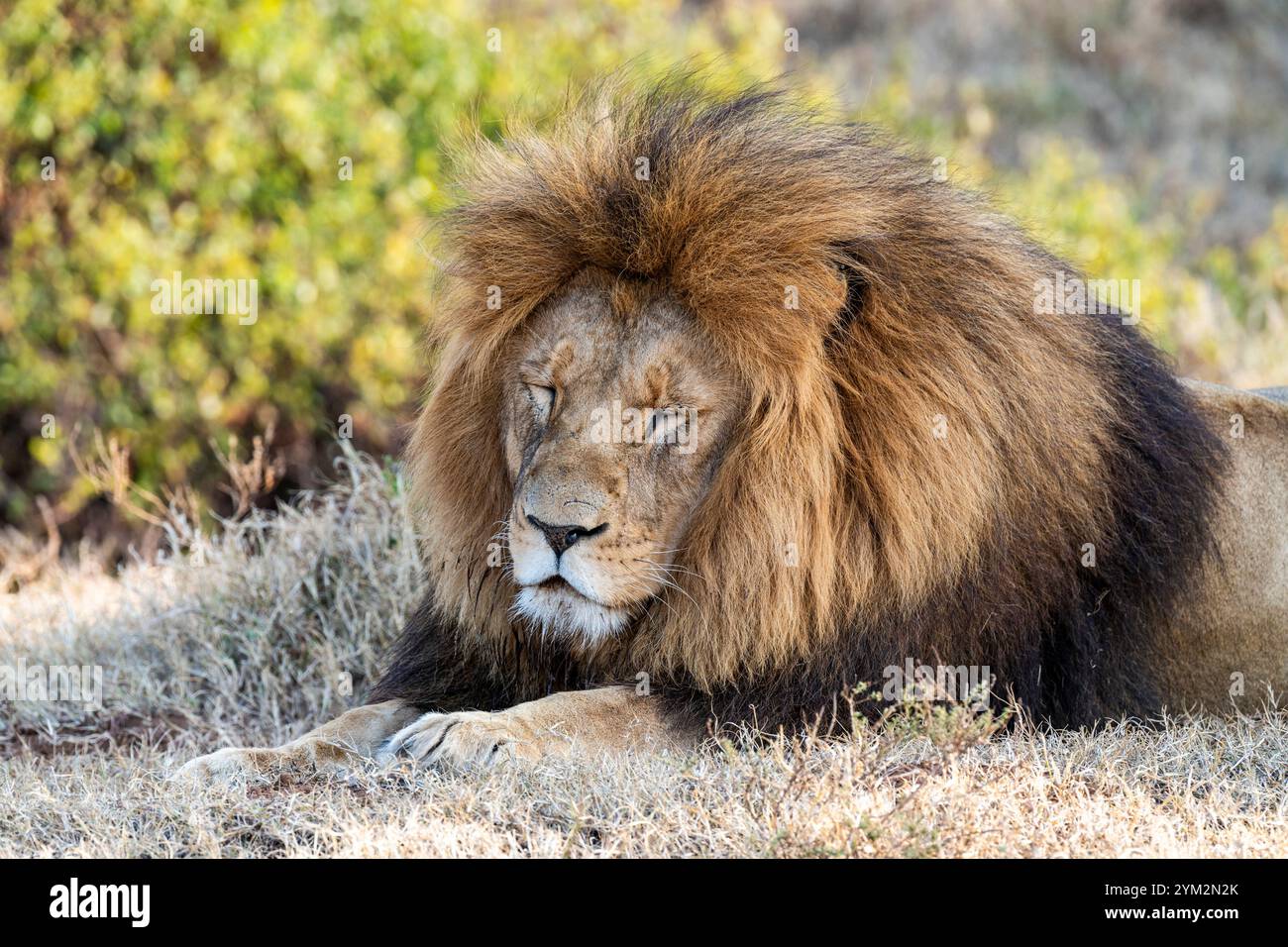 An adult male lion resting lying down at Schotia Game Reserve, Eastern ...