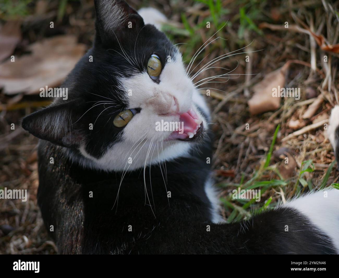 Homeless cat lies in park hi-res stock photography and images - Alamy