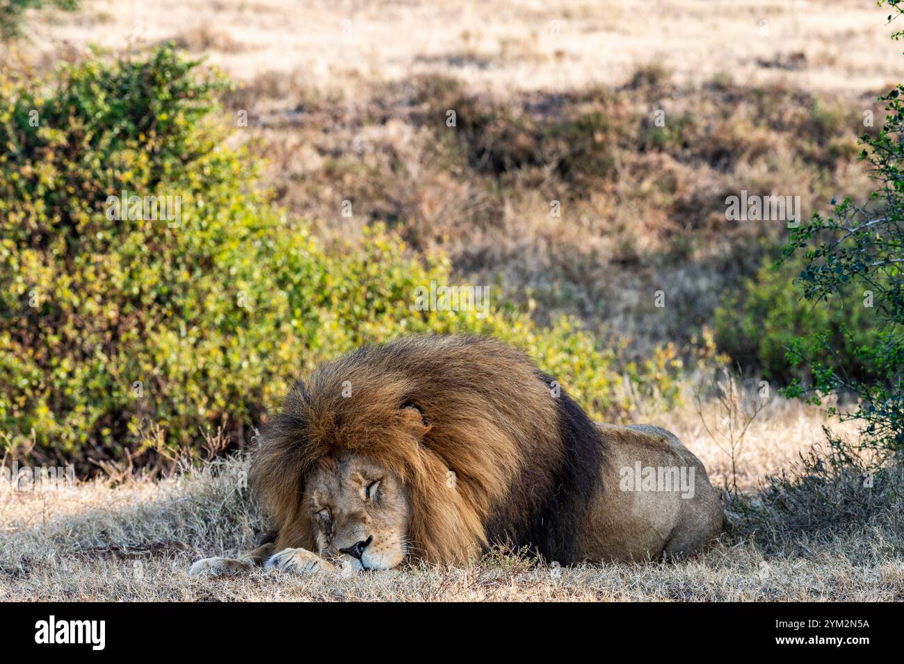 An adult male lion resting lying down at Schotia Game Reserve, Eastern ...