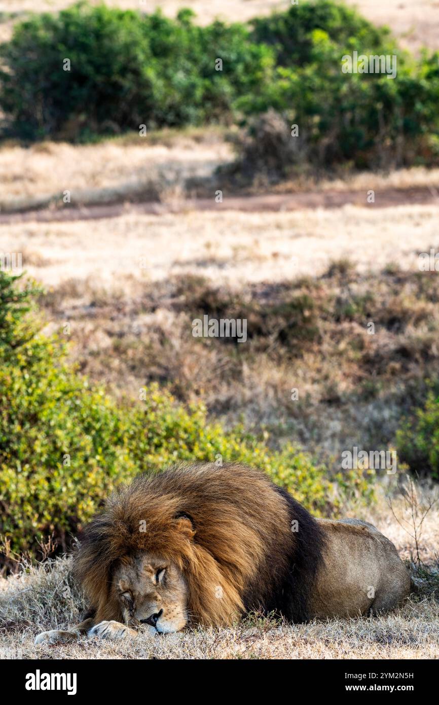 An adult male lion resting lying down at Schotia Game Reserve, Eastern ...