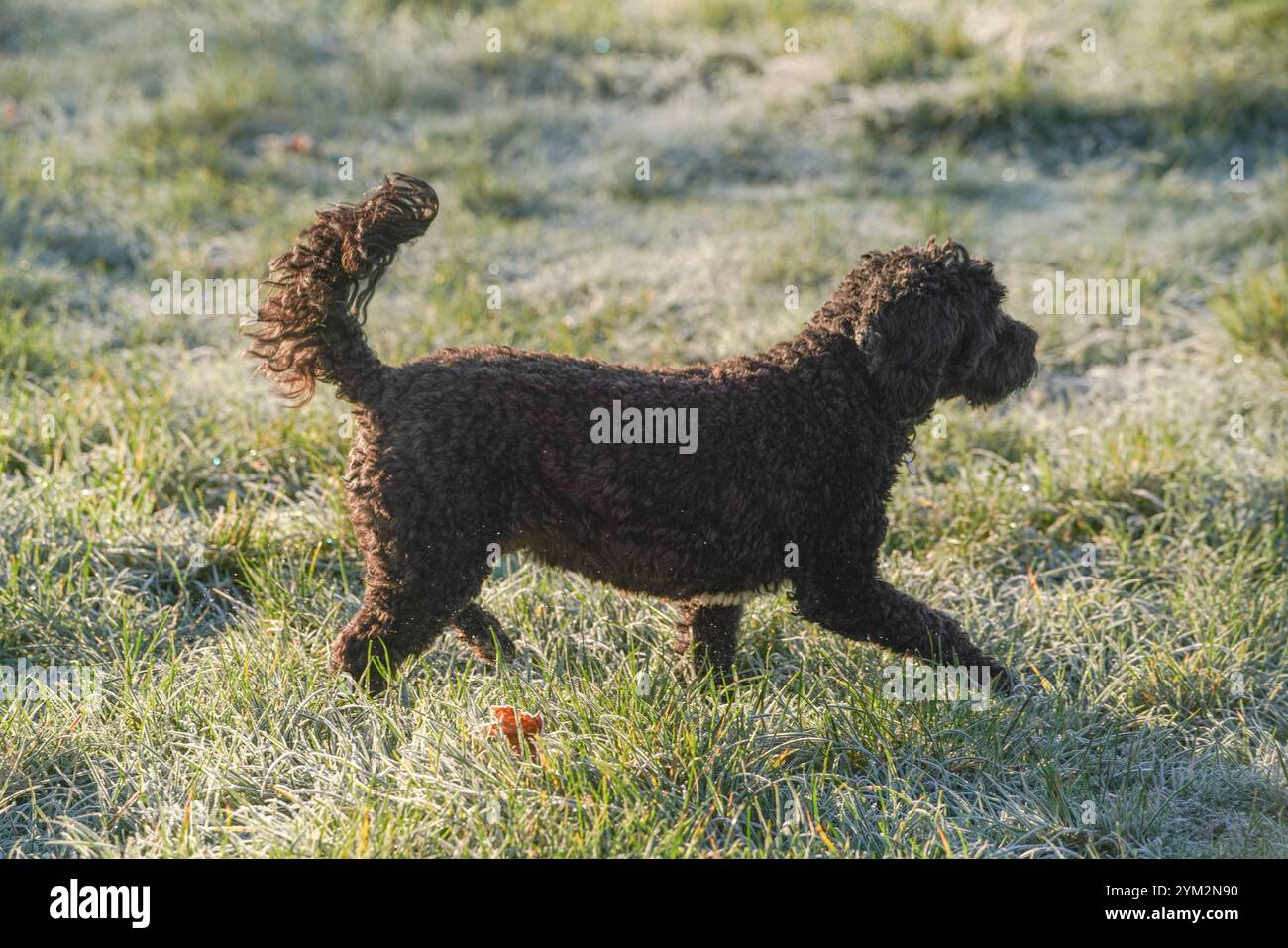 A Cockapoo Dog on Wimbledon Common, London, UK Stock Photo - Alamy