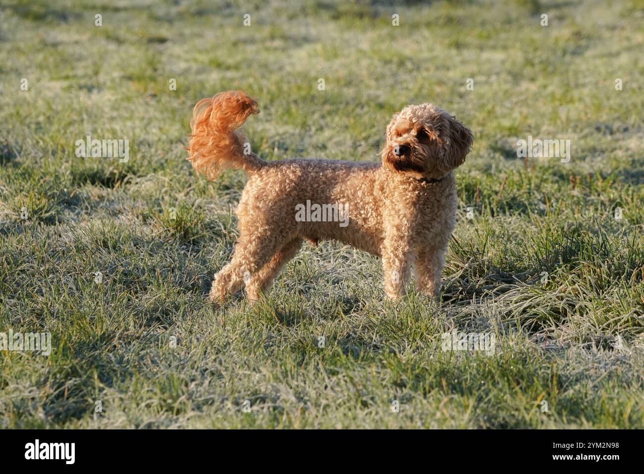A Cockapoo Dog on Wimbledon Common, London, UK Stock Photo - Alamy