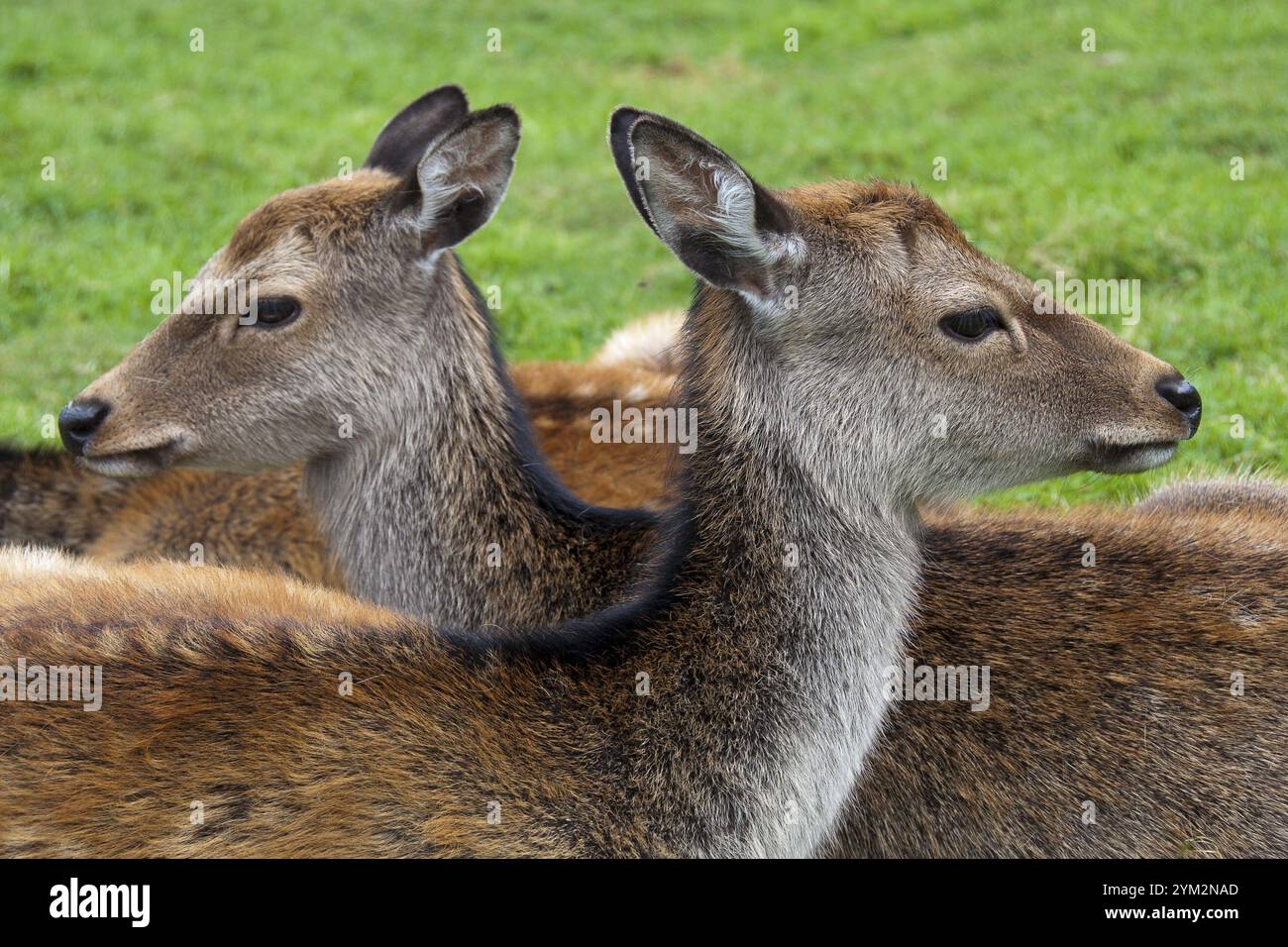 Dear couples hi-res stock photography and images - Alamy