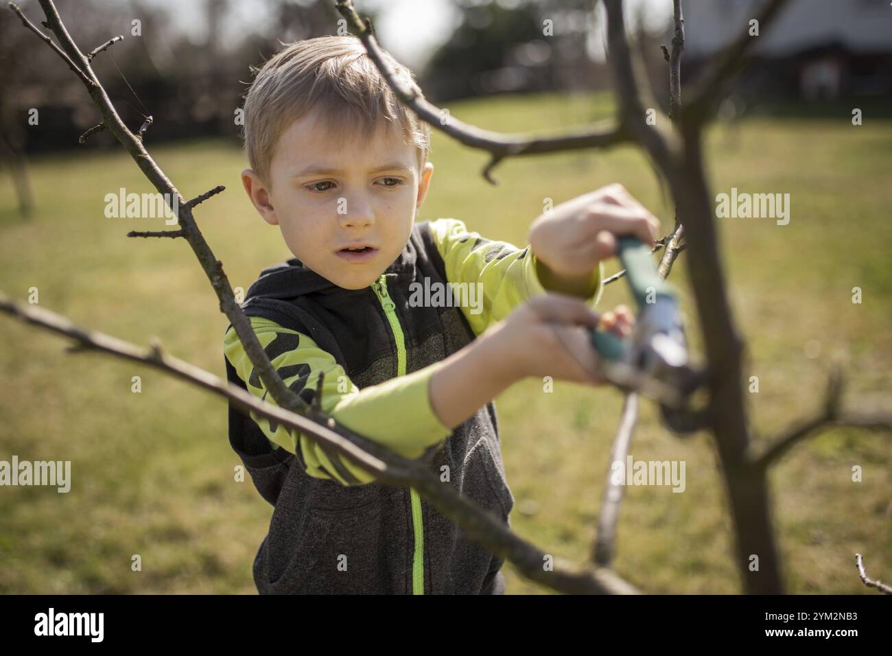 Six-year-old boy in the garden cuts branches of the tree during sunny ...
