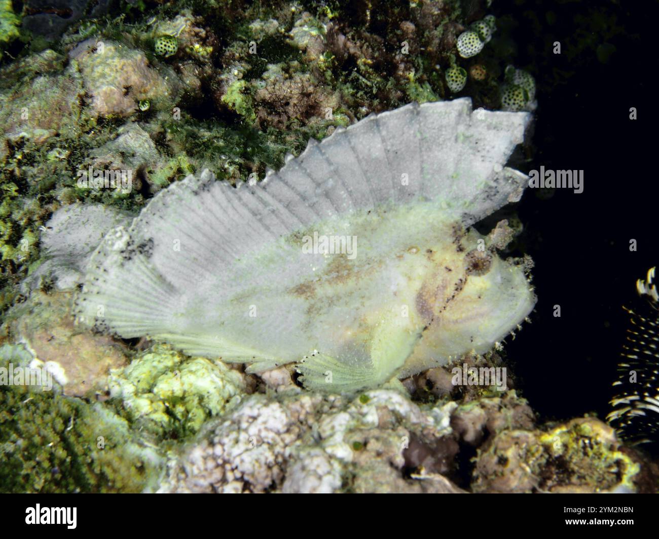 Whitish reef fish with a large dorsal fin, rocking fish (Taenianotus ...