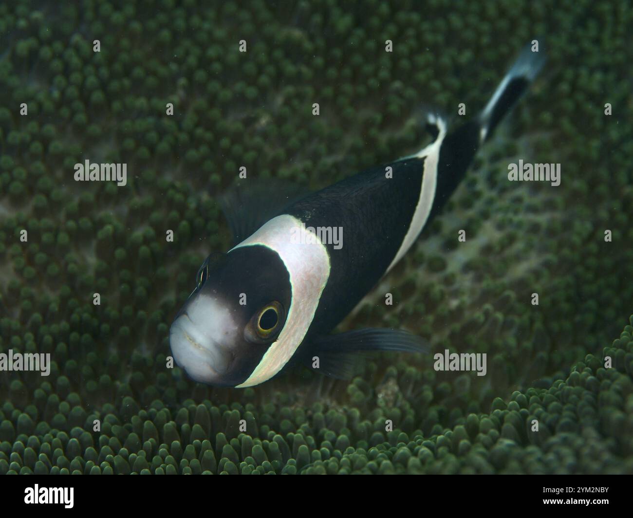Black and white damselfish hi-res stock photography and images - Alamy