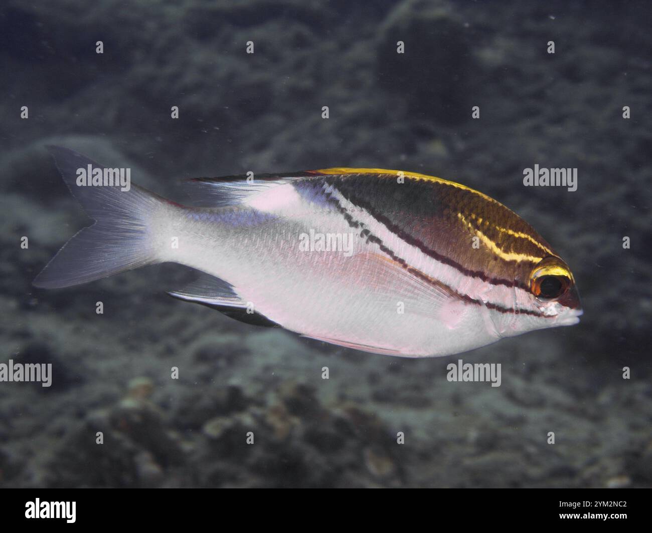 A colourful fish, sash snapper (Scolopsis bilineata), swimming in a ...