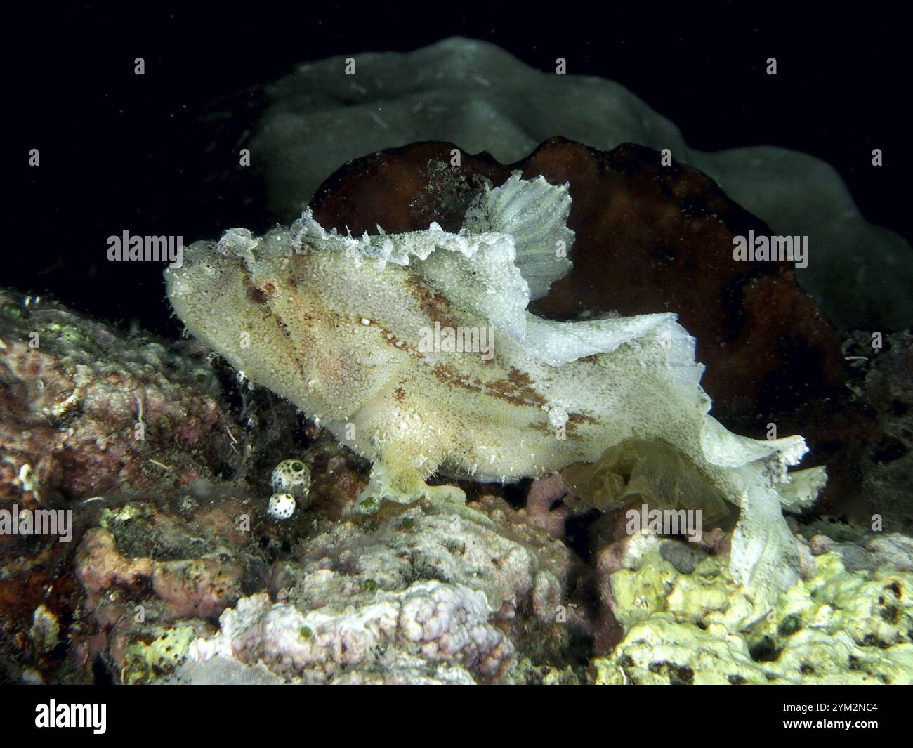 A white fish, rocking fish (Taenianotus triacanthus), resting on a ...