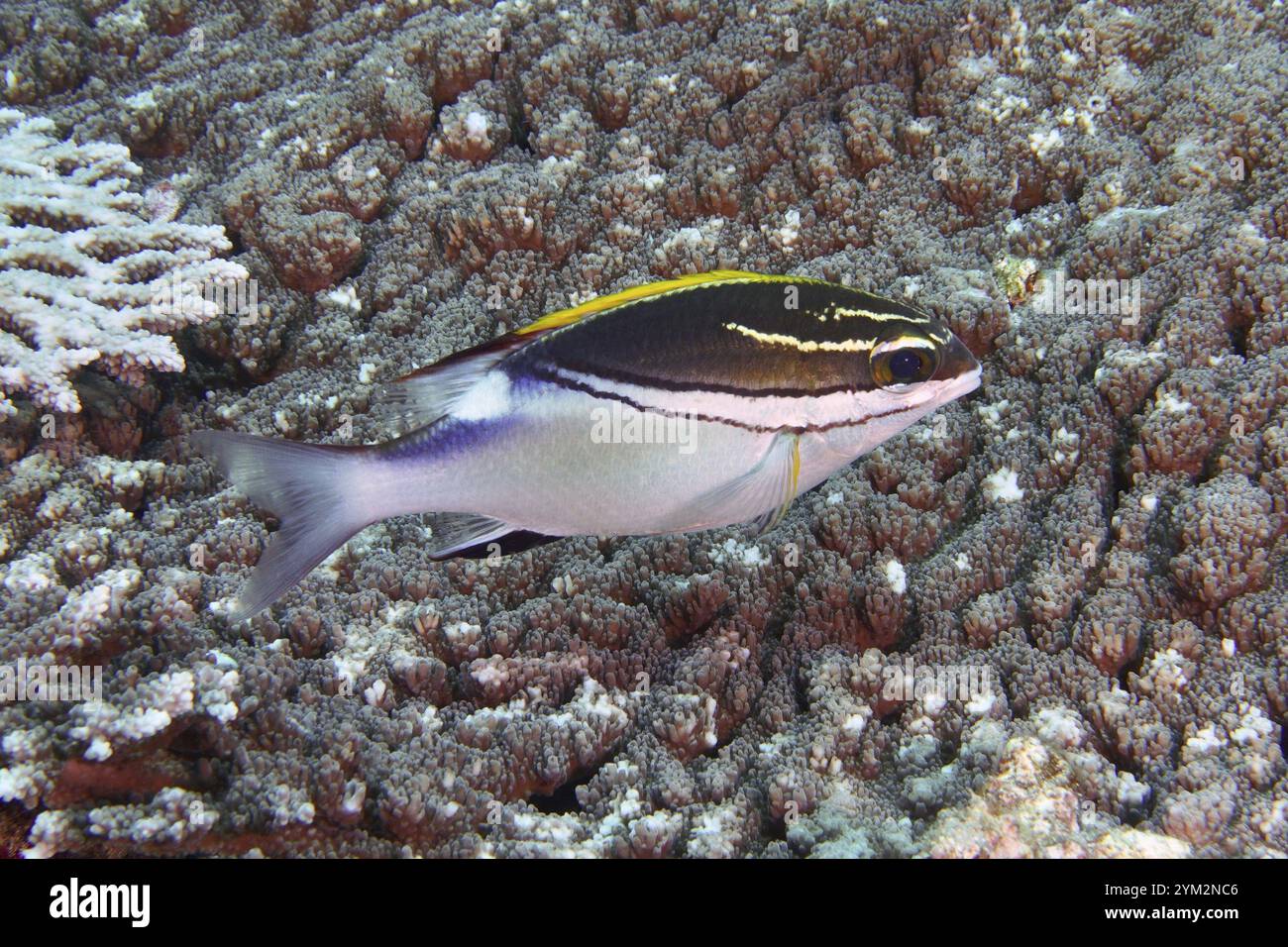 Black-yellow fish, sash snapper (Scolopsis bilineata), swimming over a ...