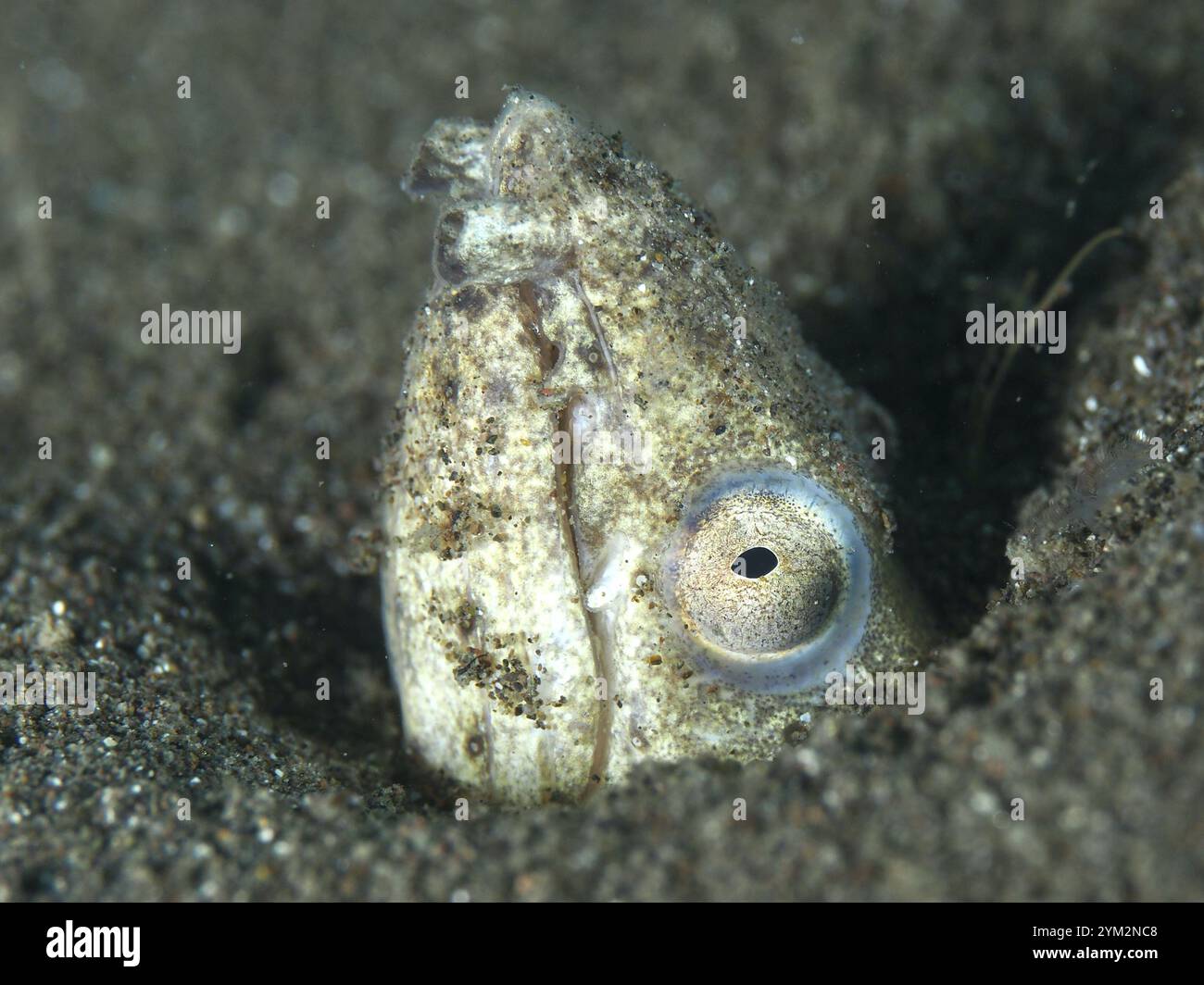 Close-up of a sand snake eel (Ophichthus altipennis), snake eel hidden ...