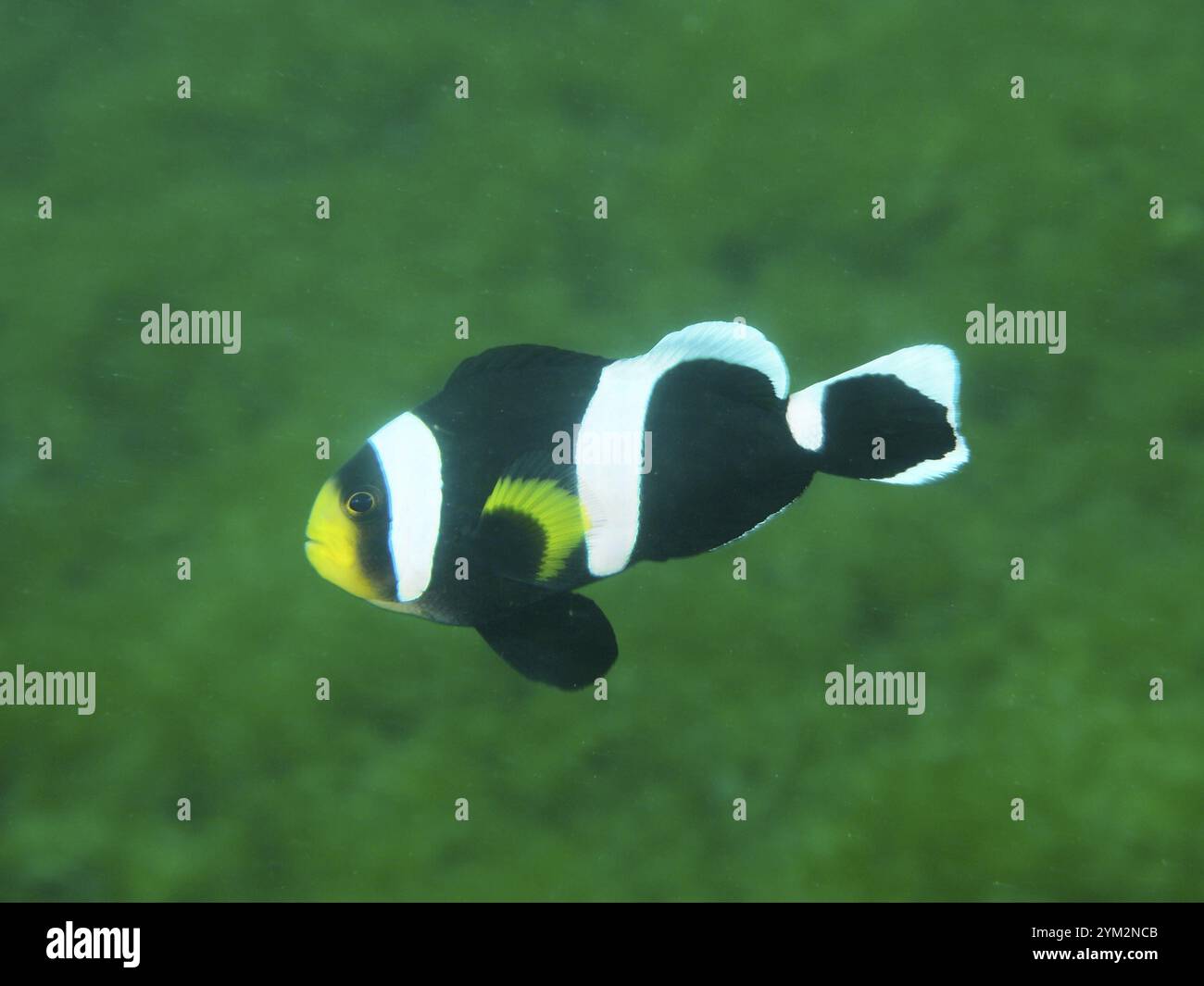 Black and white fish with yellow spot, saddle spot anemonefish ...