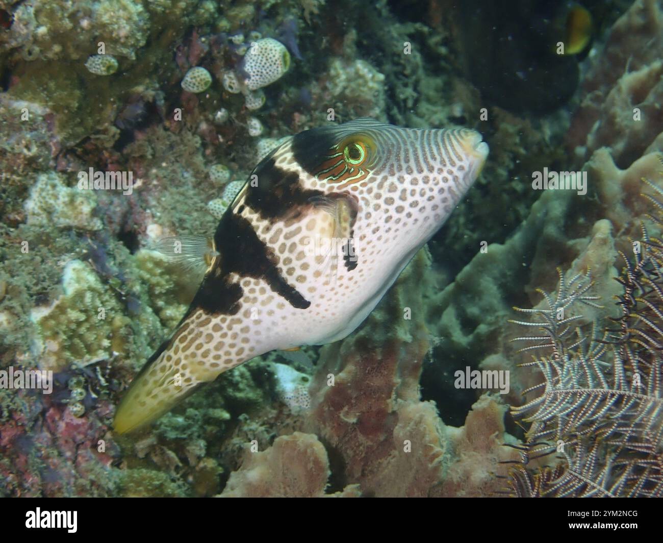 Pufferfish with unique pattern, Saddle Pufferfish (Canthigaster ...