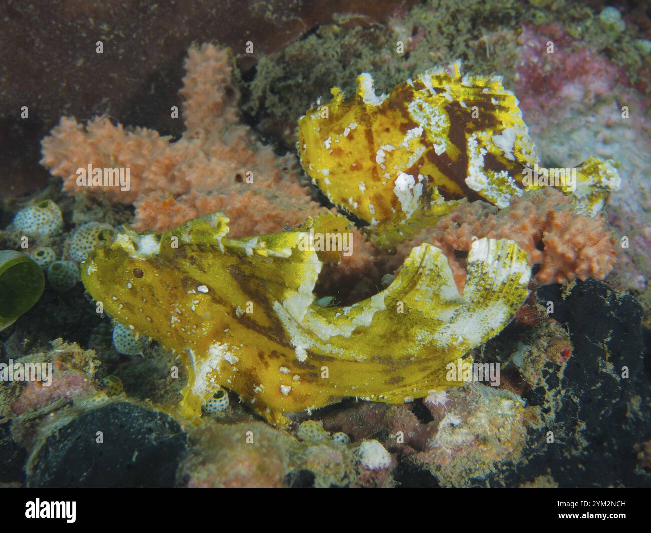 Two yellow fishes, rocking fish (Taenianotus triacanthus), sitting on a ...