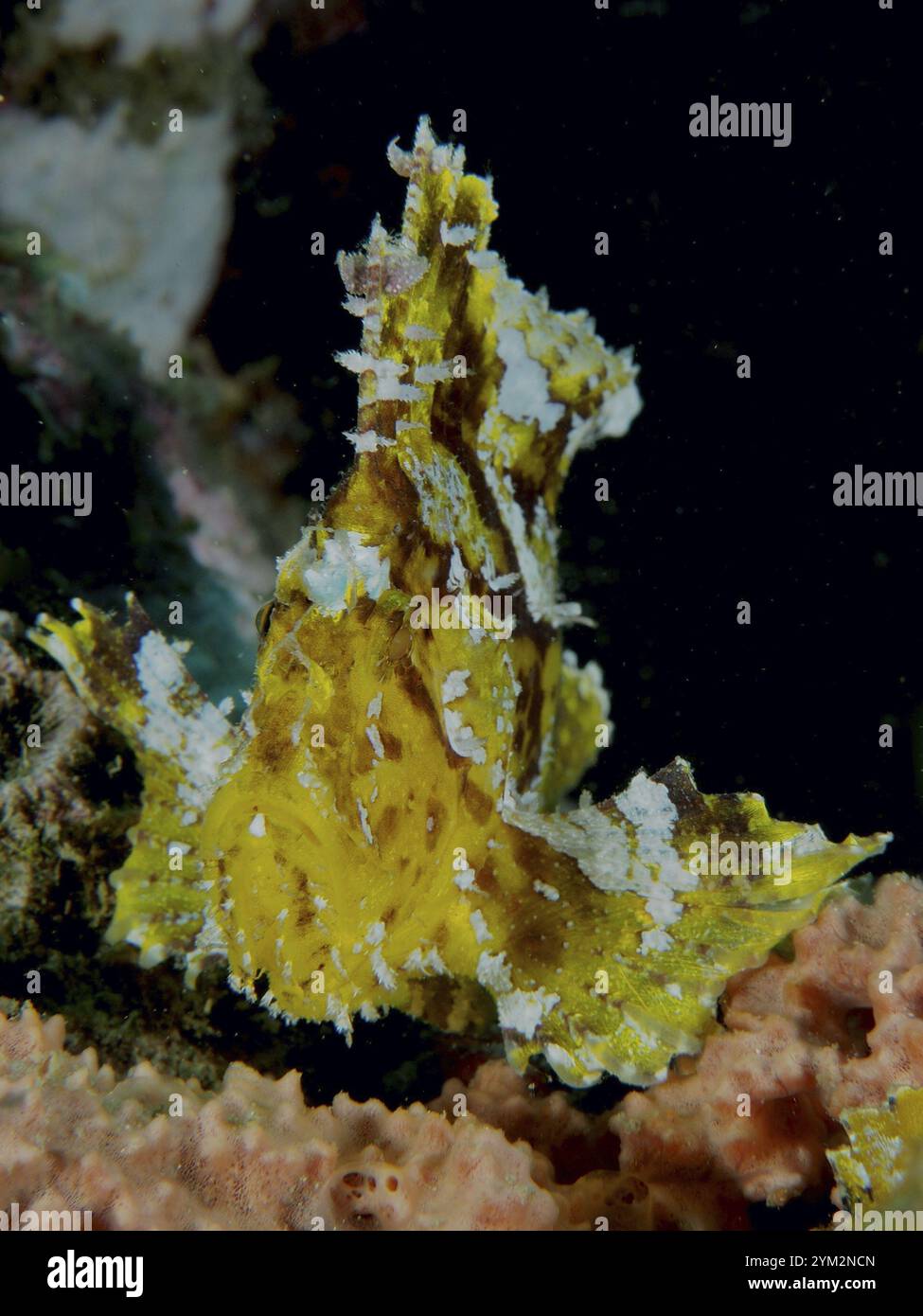 Vividly patterned yellow reef fish with white spots, rocking fish ...