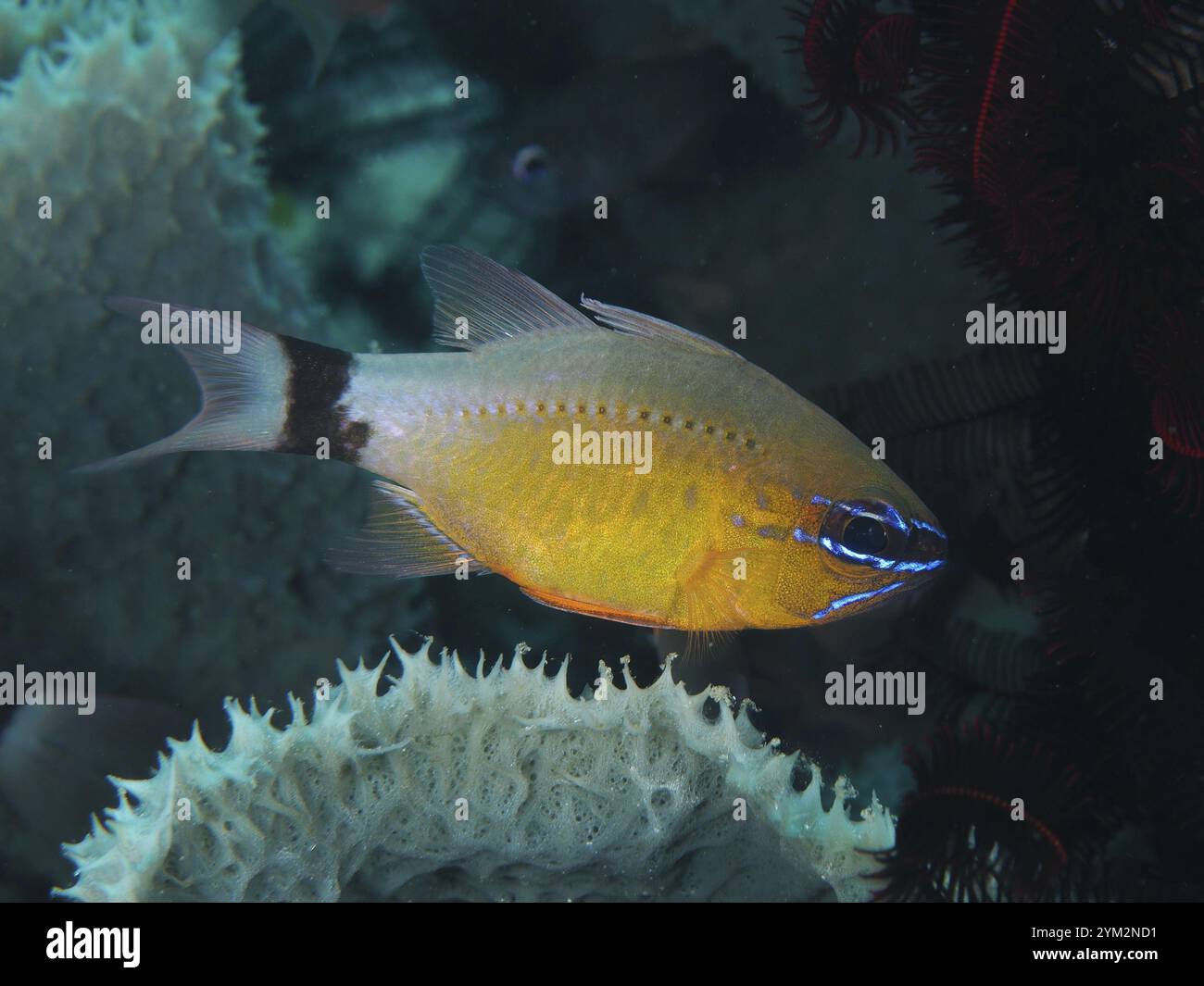 A yellow-blue fish, black-banded cardinalfish, sun cardinalfish ...