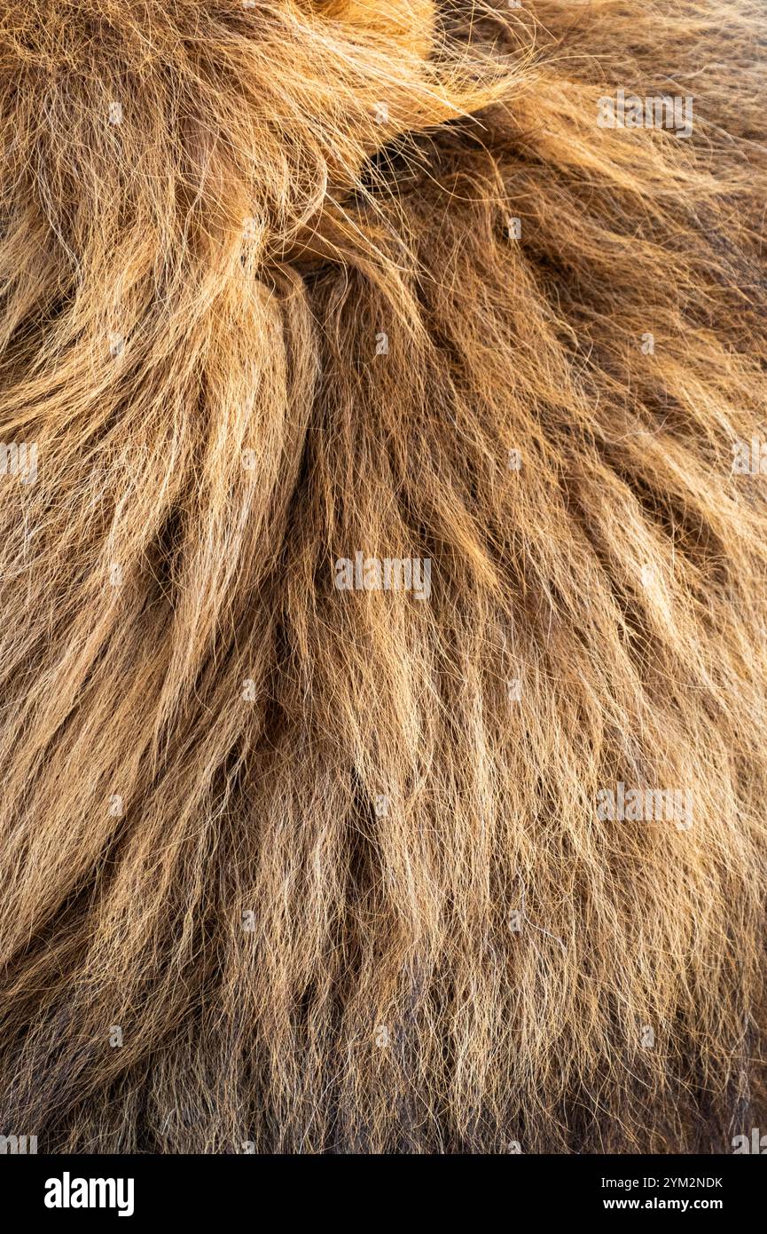 A close up of the mane hair fur of a male adult lion at Schotia Game ...