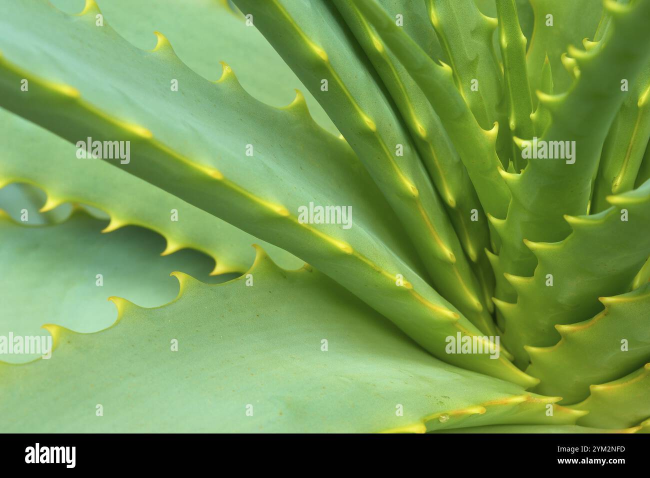 Agave close-up with visible spines Stock Photo - Alamy