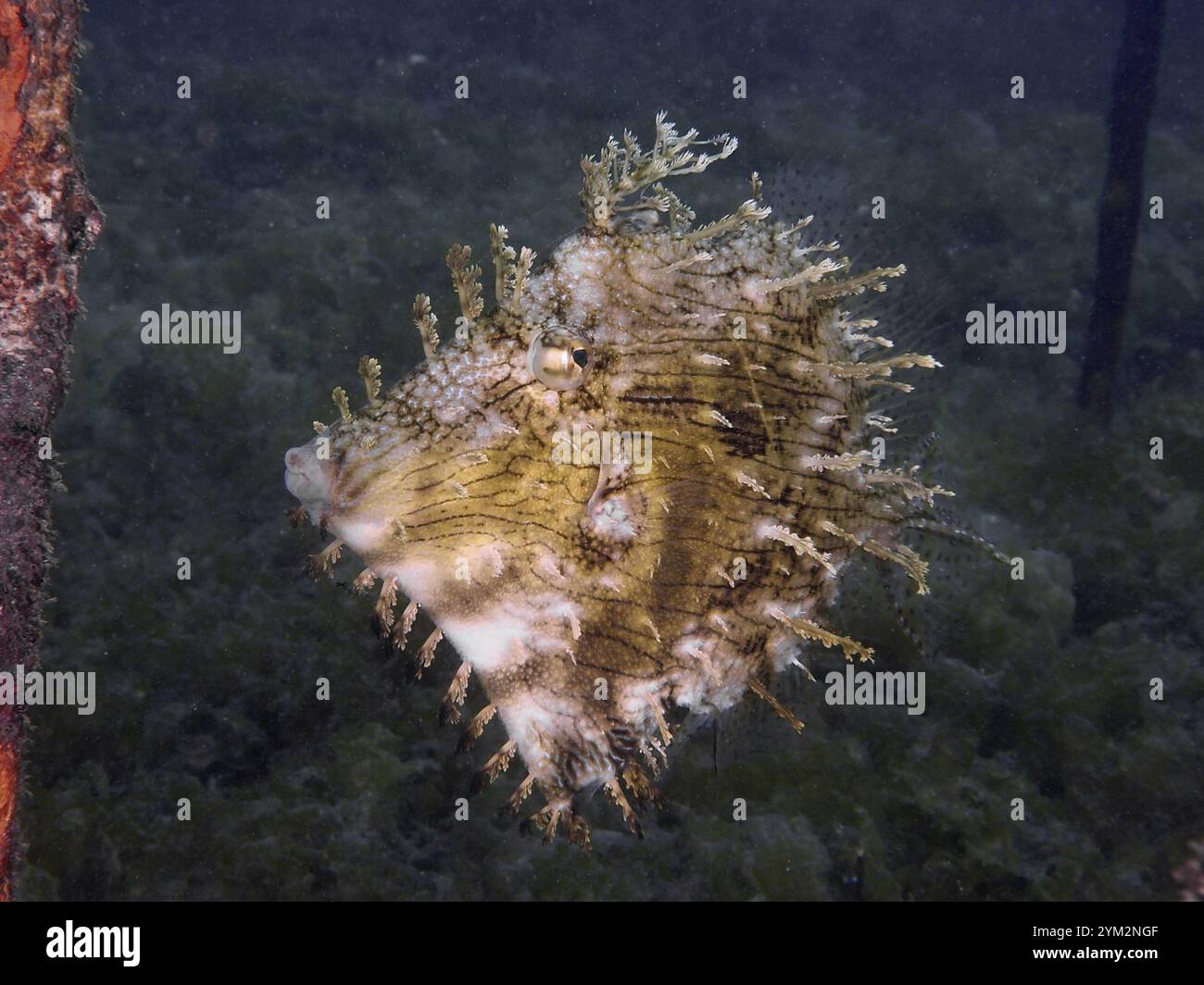 A jewellery filefish (Chaetodermis penicilligerus), filefish, swimming ...