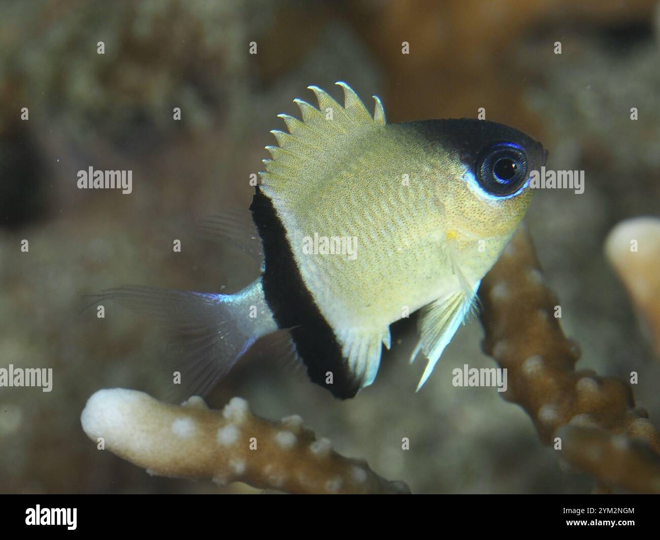 Small, brightly coloured fish, blackband damselfish (Pycnochromis ...
