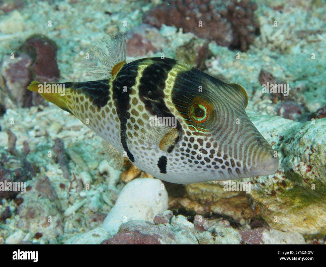 Black saddle like stripes hi-res stock photography and images - Alamy