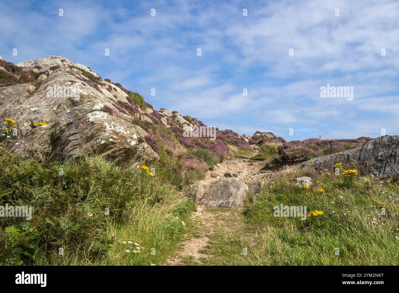 Footpath through the rocks and heather at South Stack, Anglesey, Wales ...