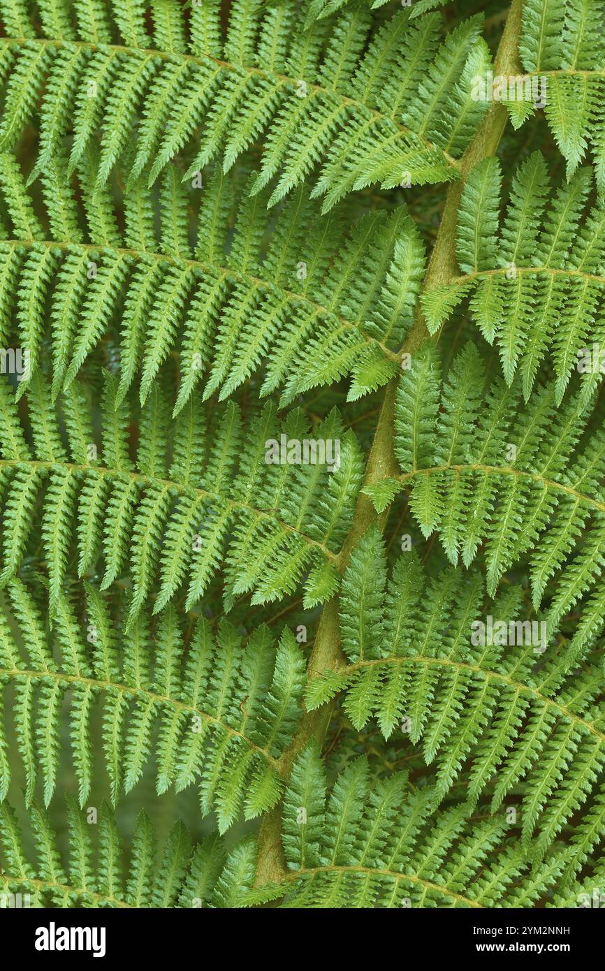Detailed frond structures hi-res stock photography and images - Alamy