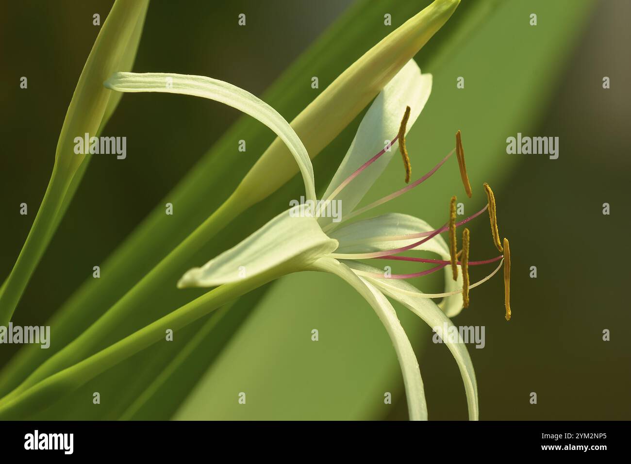 Japanese lily (Lilium leichtlinii), in full bloom with visible pistils ...
