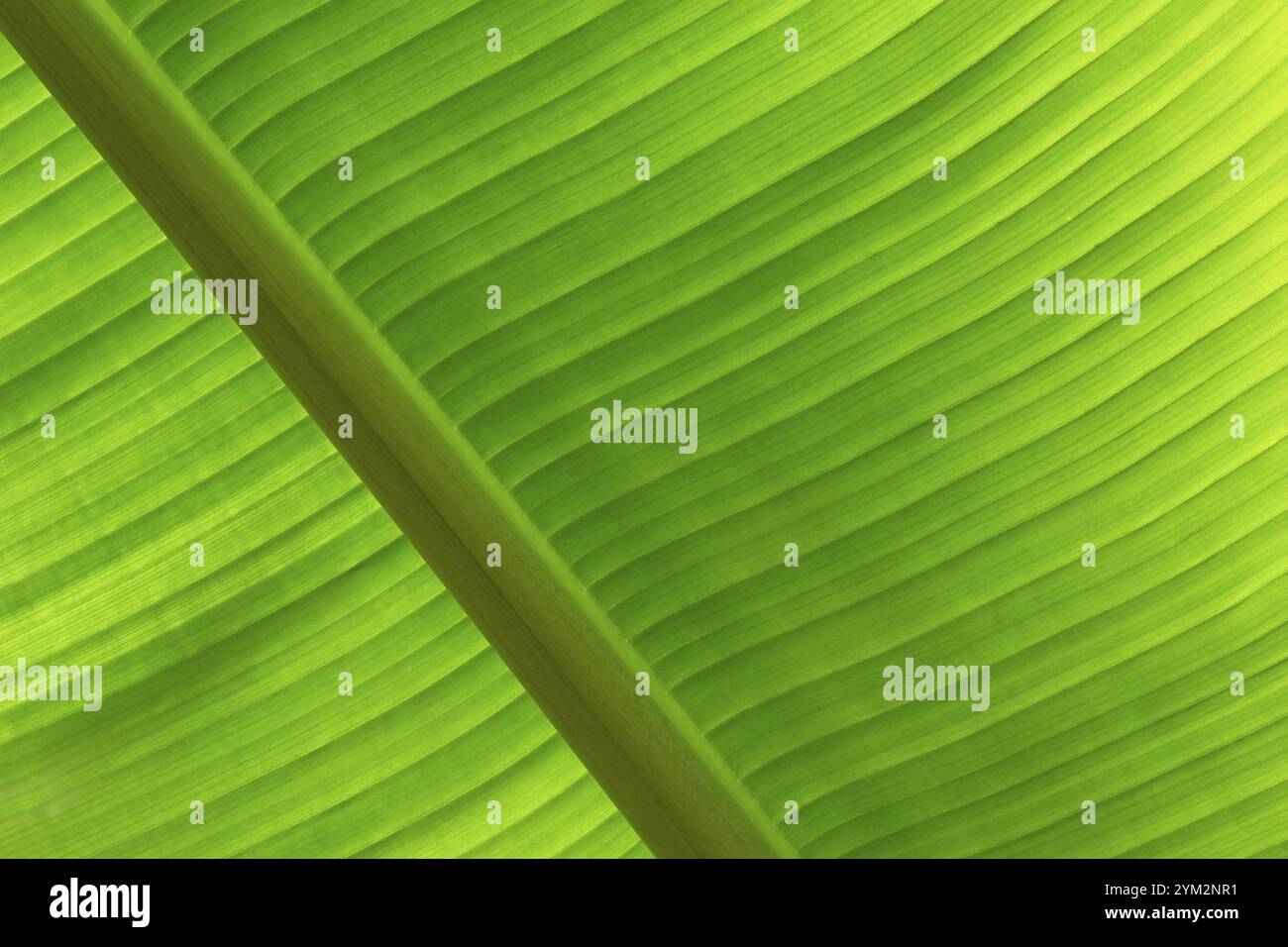 Finely detailed leaf structure hi-res stock photography and images - Alamy