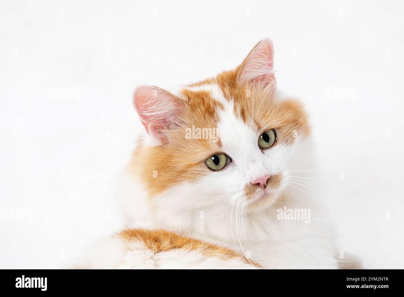 A Fluffy Cat in a Snowy Landscape with an Intriguing Expression ...