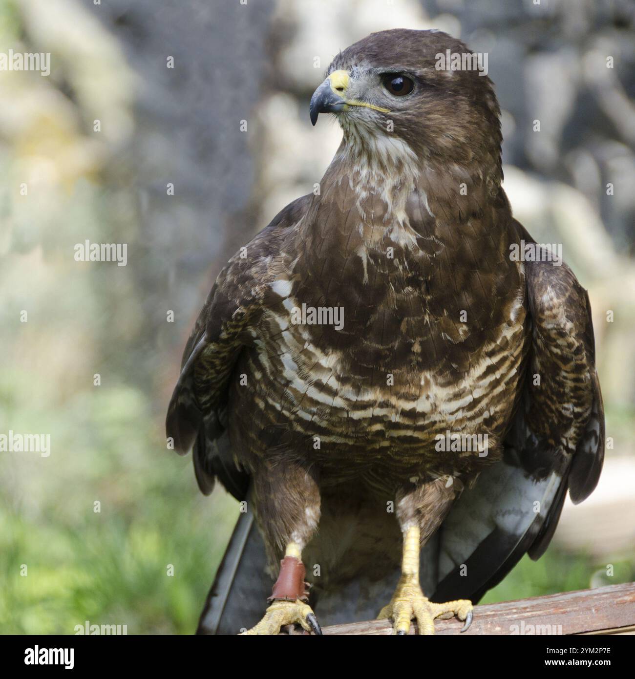 Hawk (falco) in captivity Stock Photo - Alamy