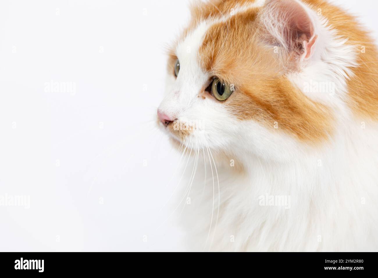 An Adorable Portrait of a Ginger and White Cat, Capturing Its Charming ...