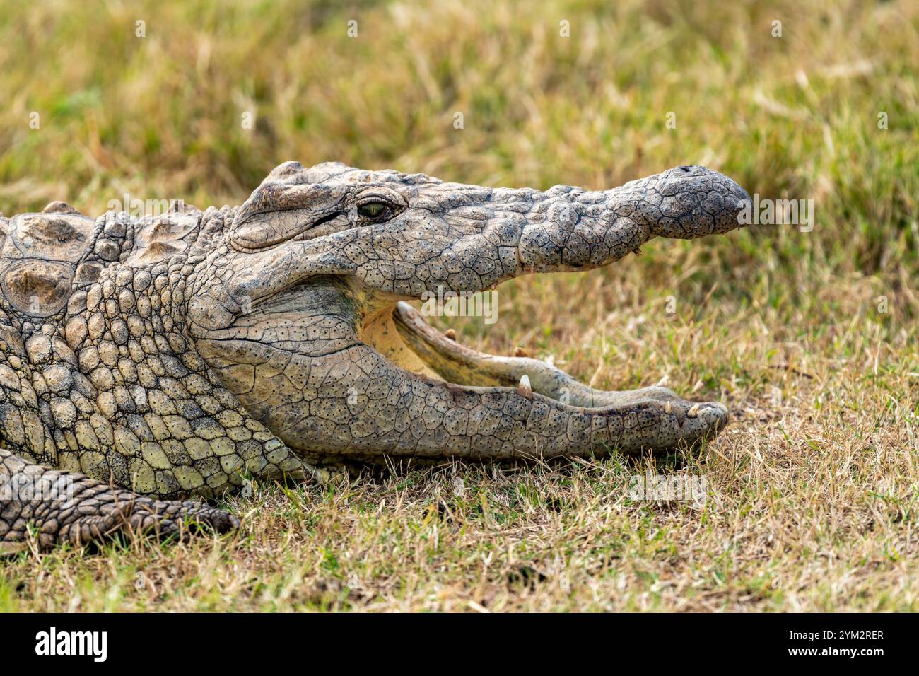 A crocodile basking by a watering hole with its mouth open at Schotia ...