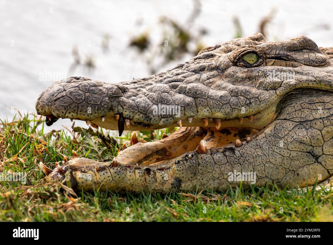A crocodile basking by a watering hole with its mouth open at Schotia ...