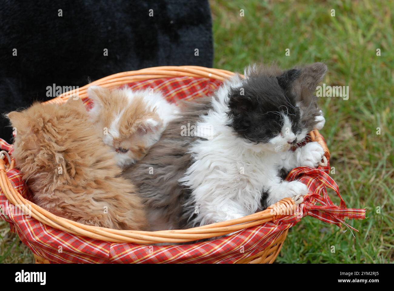 These kittens appear to belong to the Selkirk Rex breed, known for ...