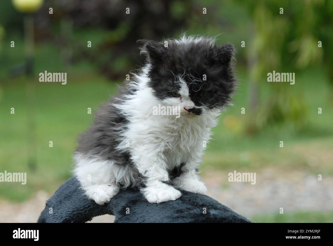 These kittens appear to belong to the Selkirk Rex breed, known for ...
