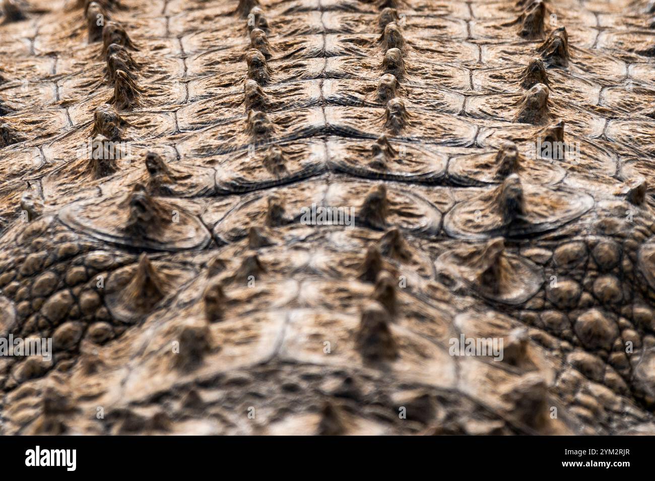 The scaly scutes on a crocodile at Schotia Game Reserve, Eastern Cape ...