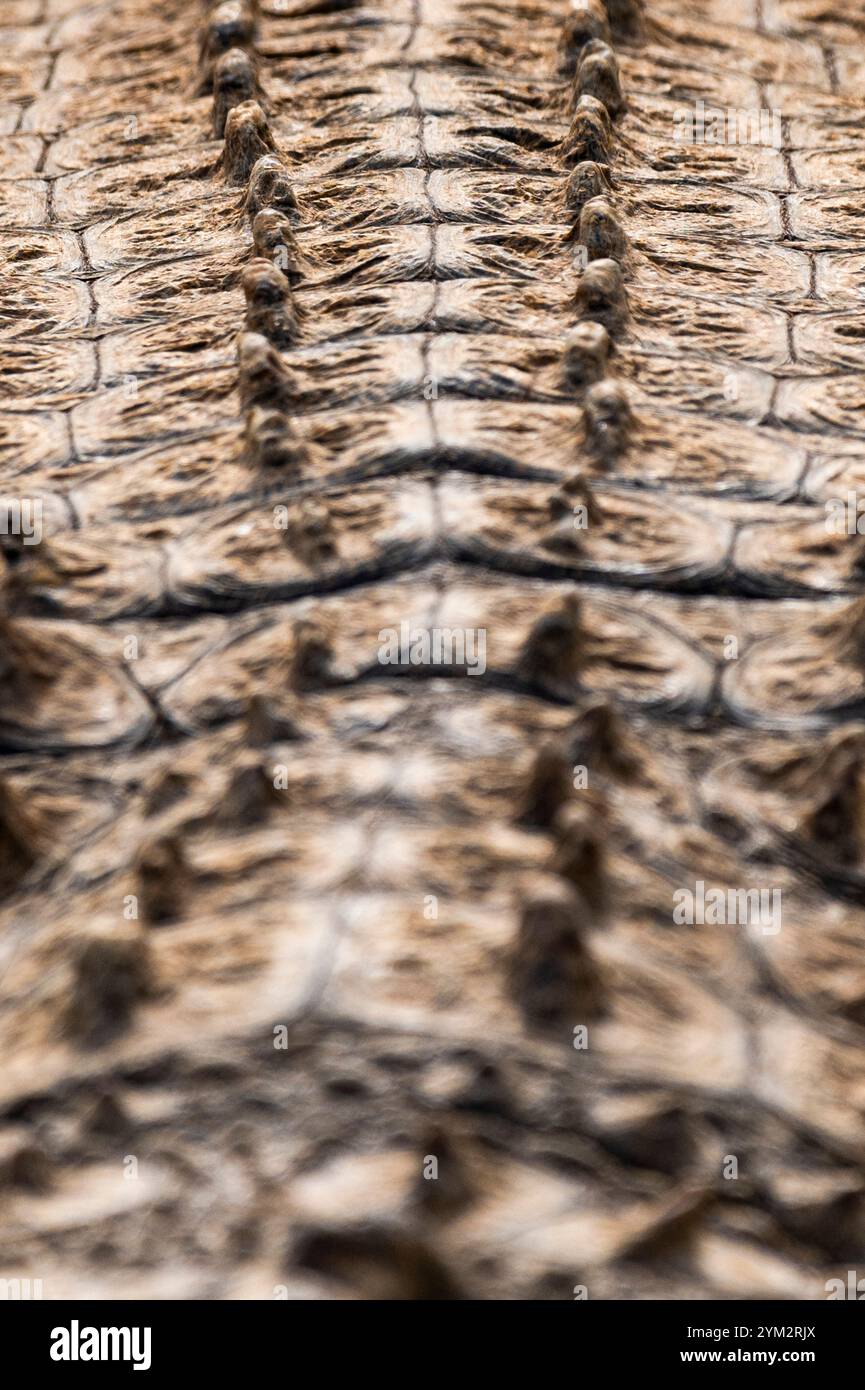 The scaly scutes on a crocodile at Schotia Game Reserve, Eastern Cape ...