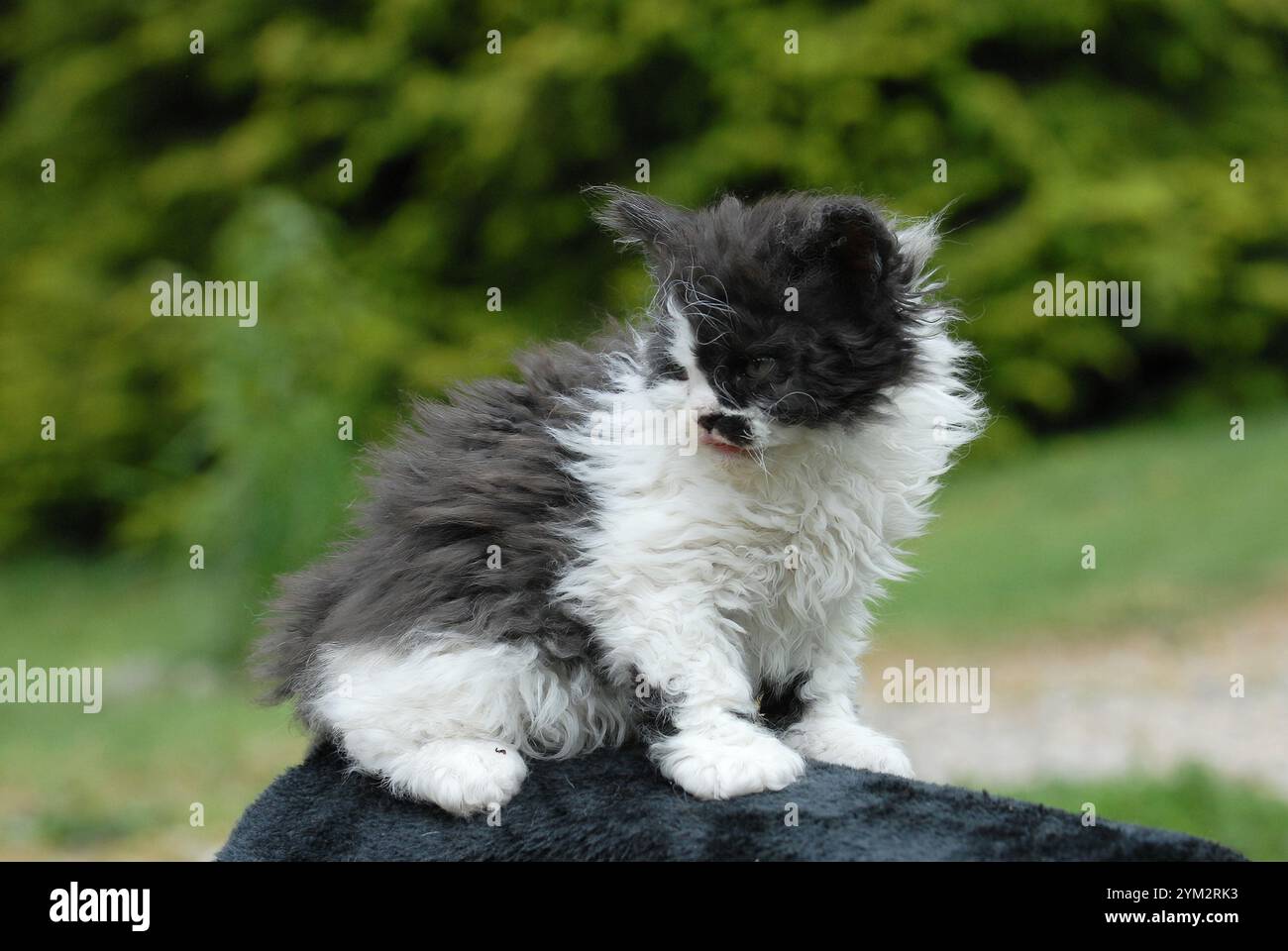 These kittens appear to belong to the Selkirk Rex breed, known for ...