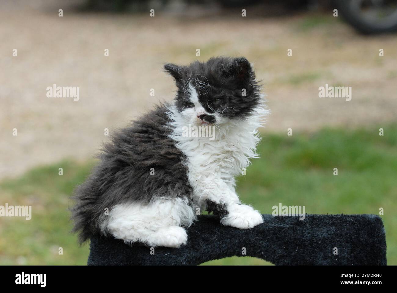 These kittens appear to belong to the Selkirk Rex breed, known for ...