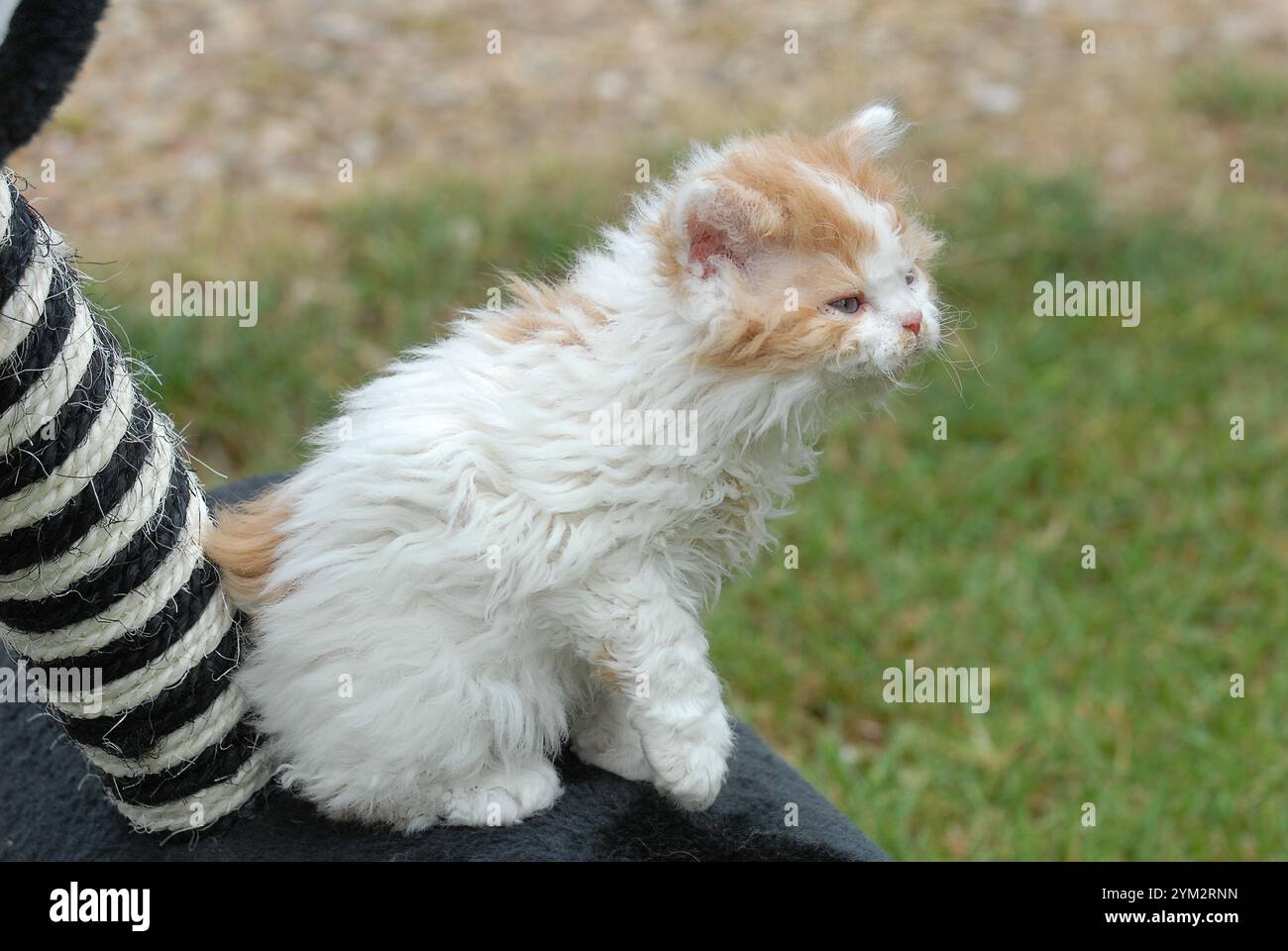 These kittens appear to belong to the Selkirk Rex breed, known for ...